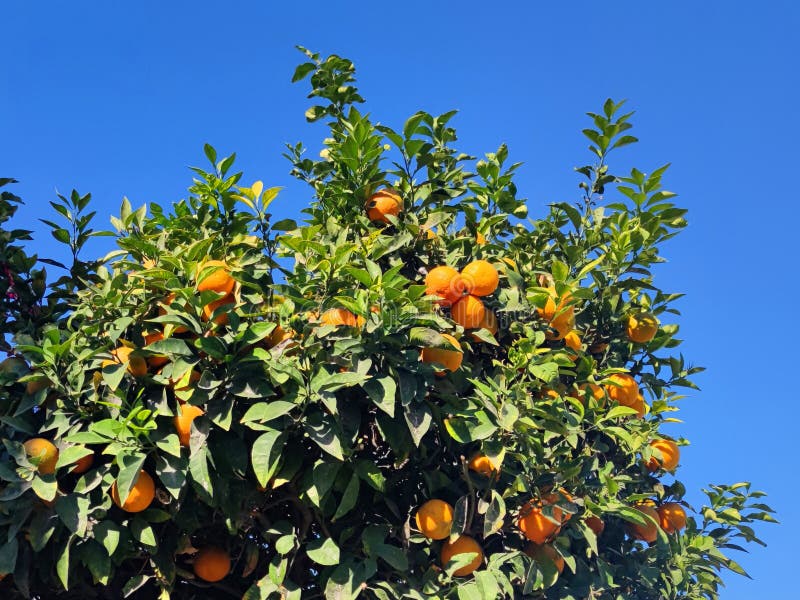 Orange Tree with Fruits in Sunlight Stock Image - Image of fruit ...