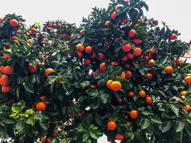 Orange Tree Full of Oranges. Interesting View of Abundant Tree Stock ...