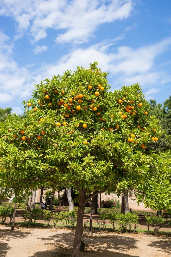 Orange tree stock image. Image of leaf, plant, foliage - 77560727
