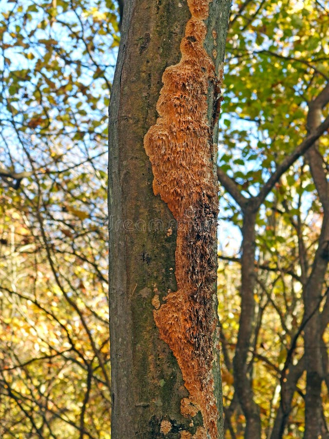 Orange Tree Fungus or Lichen Growing Up Smooth Bark of Forest Tree ...