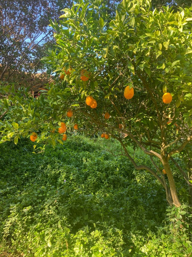 Orange tree stock photo. Image of citrus, growth, tasty - 273466282