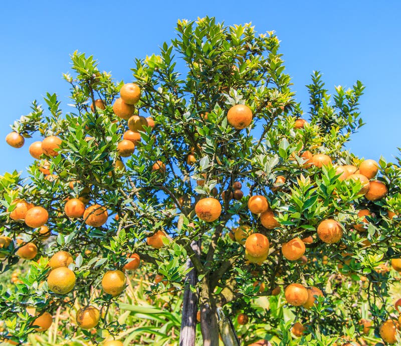 Orange tree stock photo. Image of food, delicious, health - 57915504