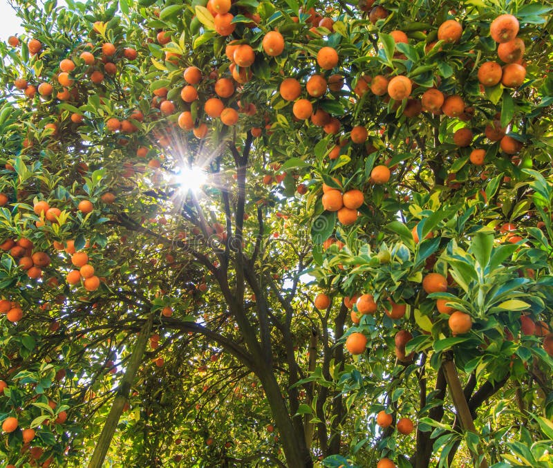 Orange tree stock photo. Image of groves, asia, color - 57919142