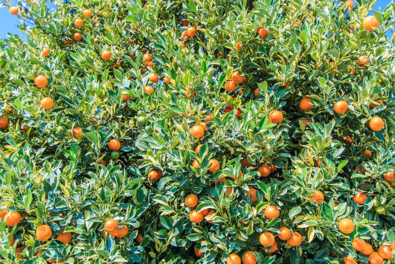 Orange tree stock image. Image of grow, grove, farmers - 57919219