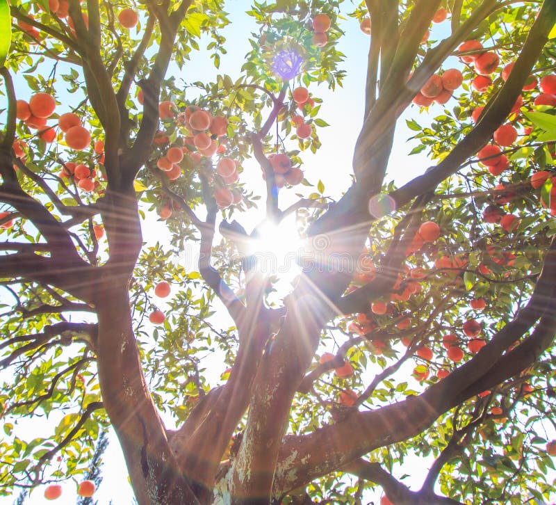 Orange tree stock image. Image of garden, healthy, nature - 57998657