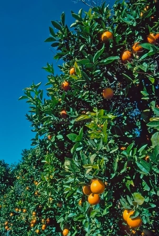 Orange Tree stock image. Image of flowers, tree, california - 69224635