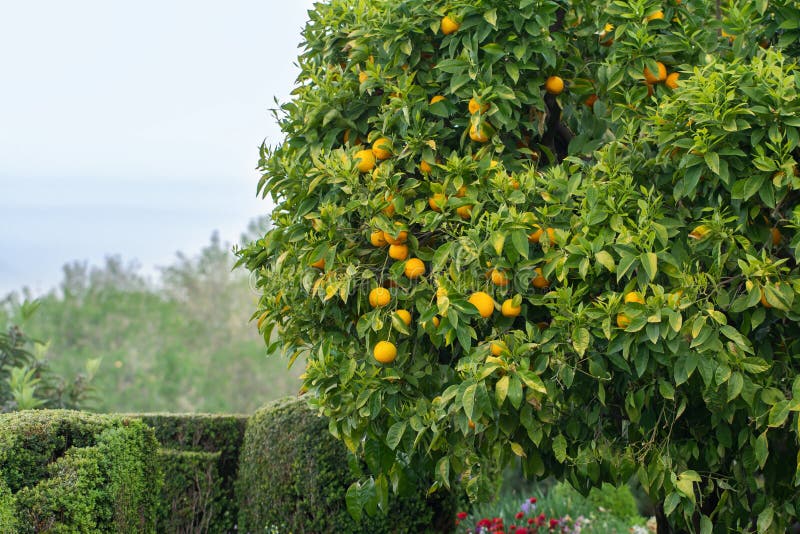 Orange tree in garden stock photo. Image of agriculture - 54647182