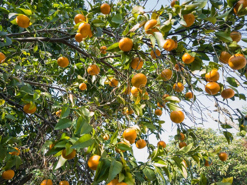 Orange Tree with Group of Oranges Hanging with Branches. Fruit Farming ...