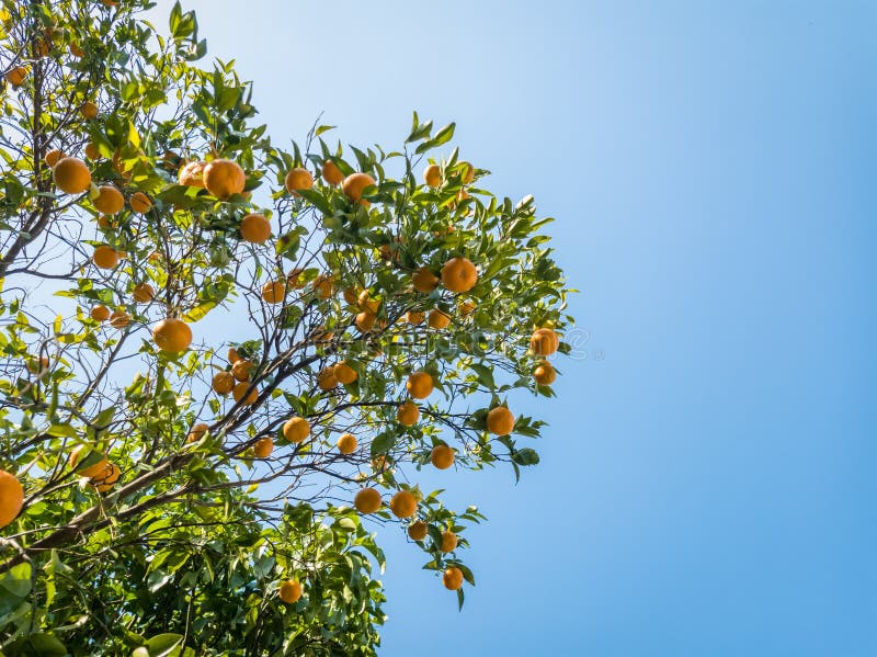 Orange Tree with Group of Oranges Hanging with Branches. Fruit Farming ...