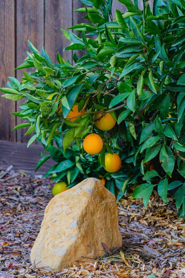 Orange Tree Growing in a Rural Setting. Stock Photo - Image of boulder ...