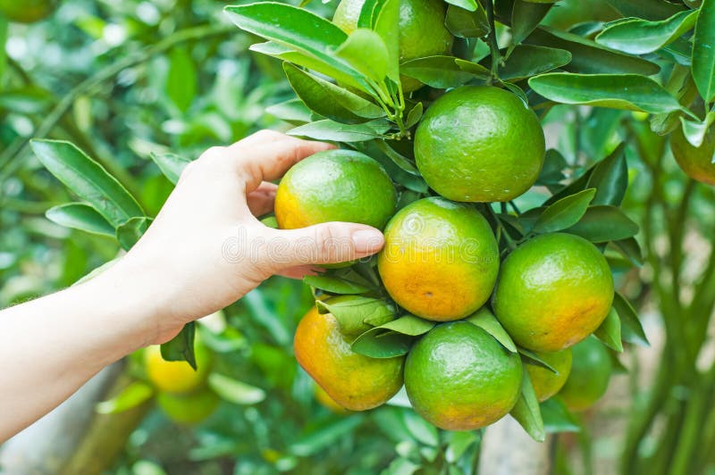 Orange tree stock image. Image of organic, natural, fresh - 35418357