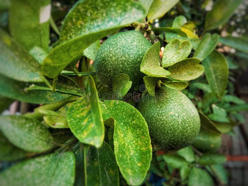 The Orange Tree Has Borne Fruit Stock Photo - Image of borne, orange ...