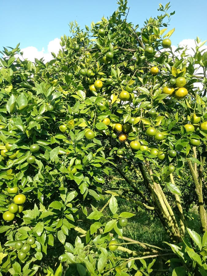 An Orange Tree that Has Dense Fruit Stock Image - Image of tree, dense ...