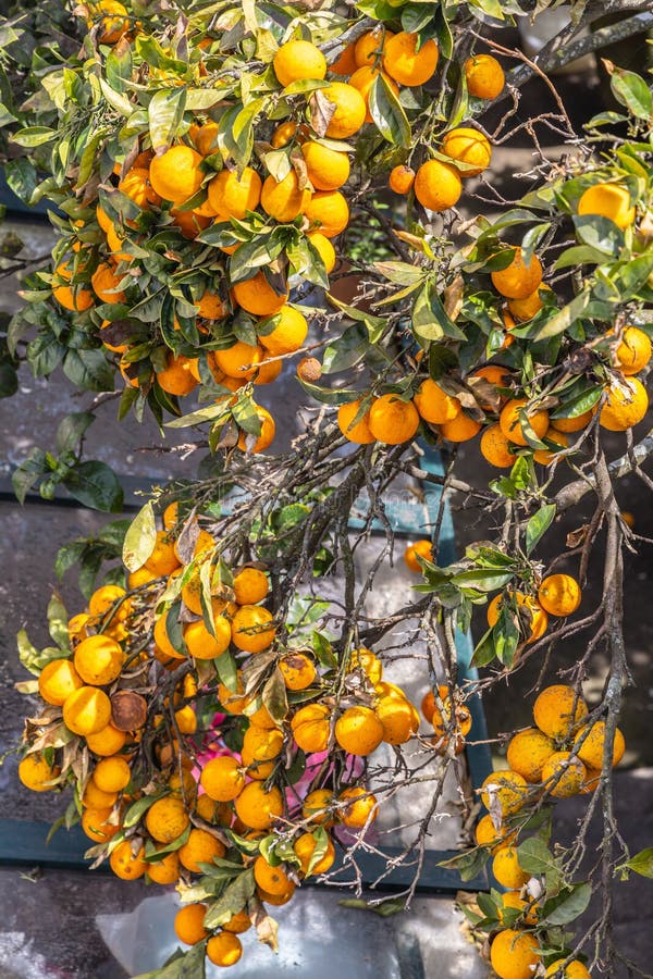 An Orange Tree Heavy with Fruit Stock Photo - Image of portugese ...