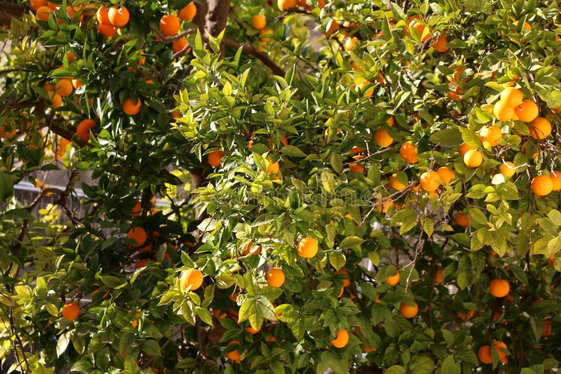 Orange Tree stock image. Image of outdoor, sunlight, orchard - 83100205