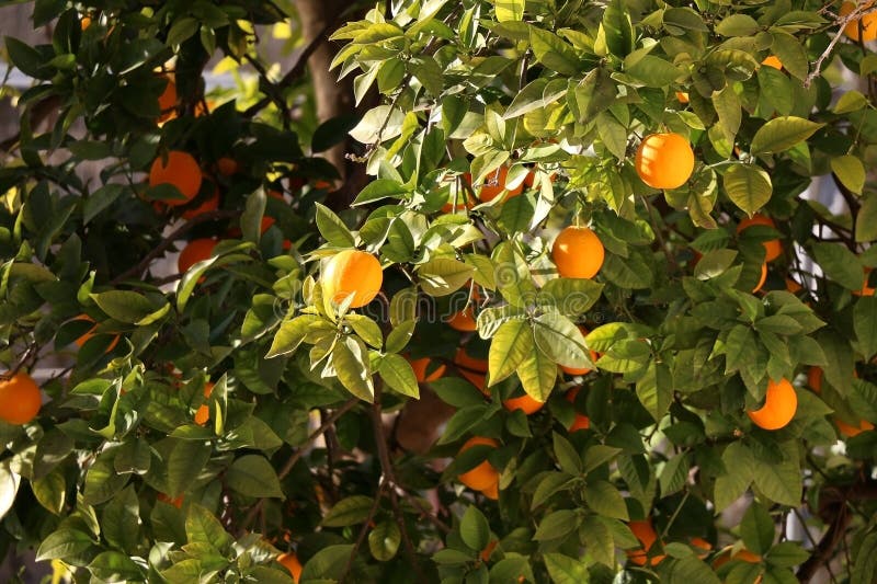 Orange Tree stock image. Image of tree, green, full, sunlight - 83101059