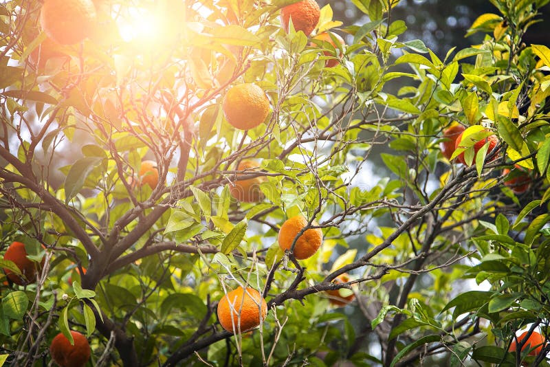 White Wicker Chair Under Orange Fruit Tree Stock Image - Image of tree ...