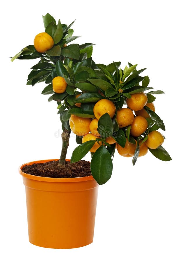 Orange Tree Isolated Including Clipping Path Stock Photo - Image of ...