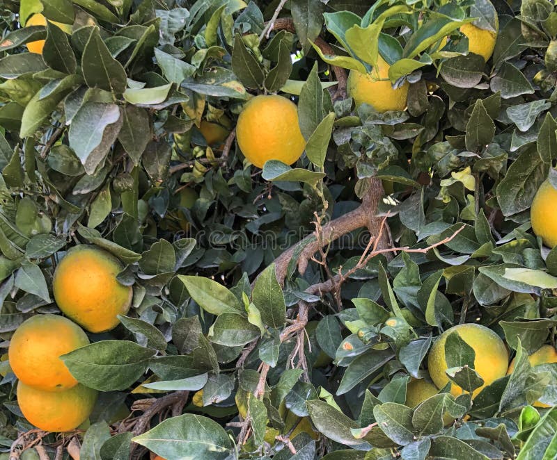 Orange Tree with Small Oranges Stock Photo - Image of healthy, ripe ...