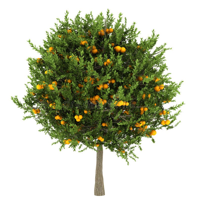 Orange Tree Isolated On White Stock Image - Image of stem, isolated ...