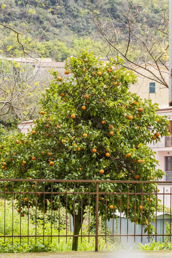 Orange tree. stock photo. Image of trees, potenza, exterior - 388380782