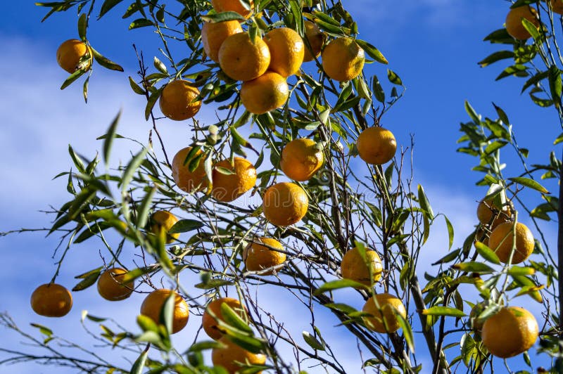 Orange Tree with Its Fruits Ripening Stock Image - Image of cultivate ...