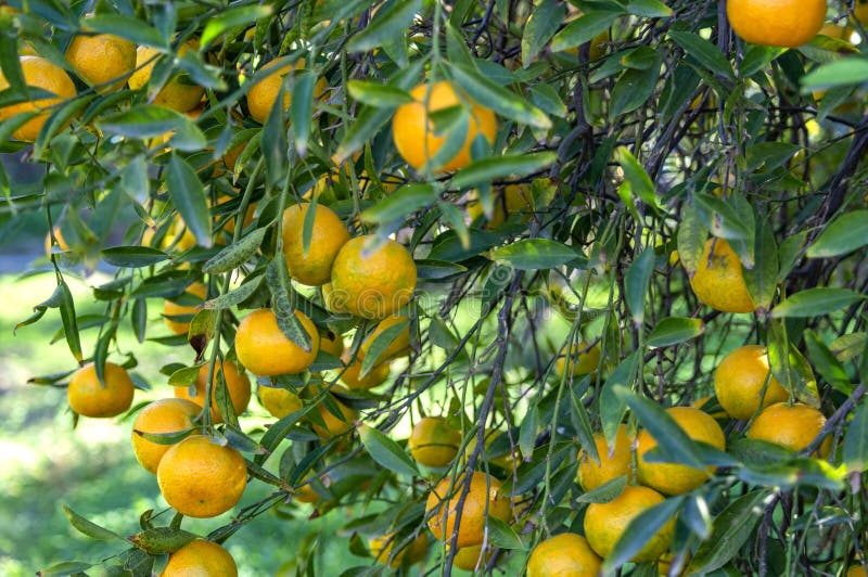 Orange Tree with Its Fruits Ripening Stock Photo - Image of tree ...