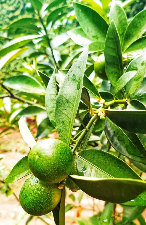 Orange Tree with Its Two Fruits Stock Image - Image of garden, blossom ...
