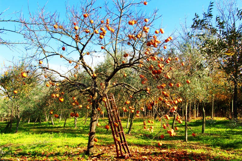 Orange tree with ladder stock image. Image of blue, orange - 65134749
