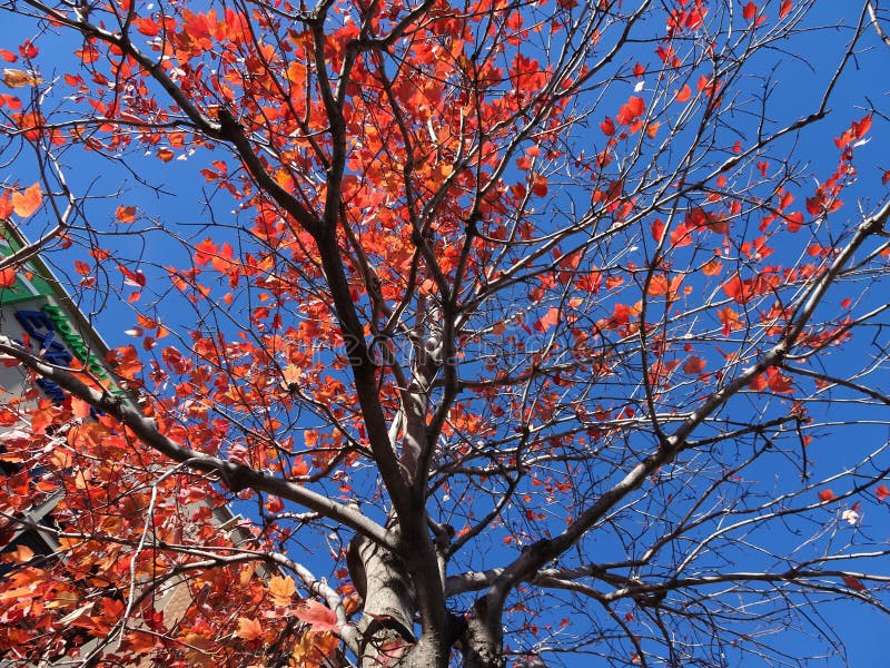 Bright Orange Fall Foliage on the Tree Branches Stock Image - Image of ...