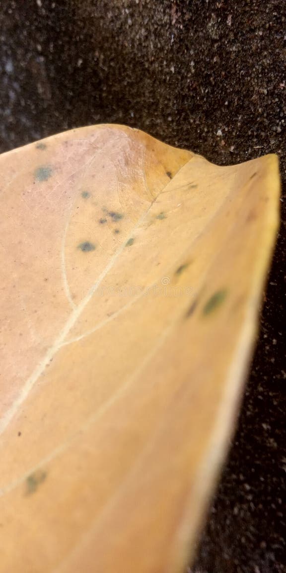 Orange tree lips look cool stock image. Image of look - 179639371