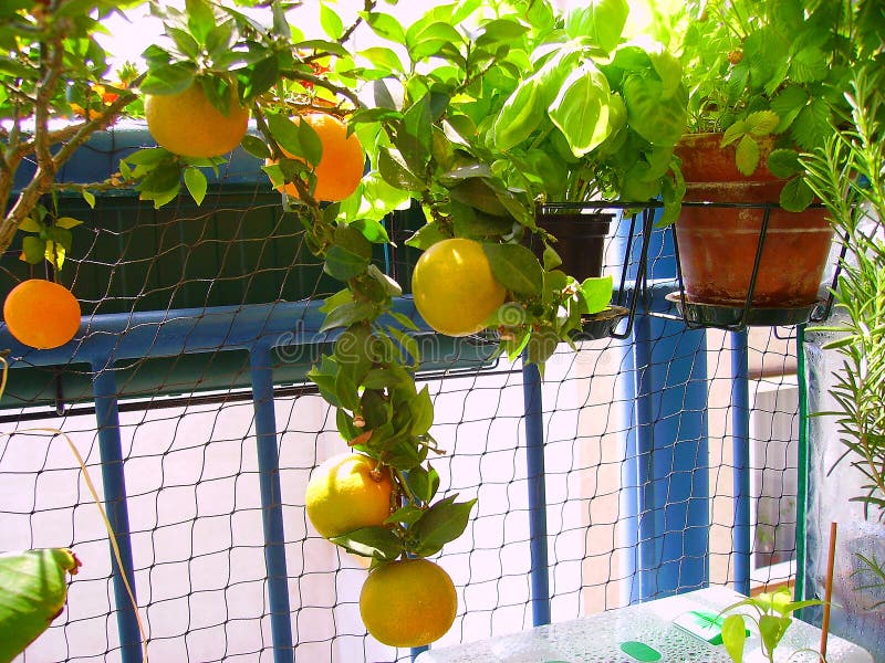 Orange tree stock photo. Image of fruits, herbs, warmth - 239316466