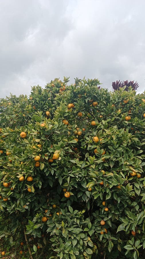 This is an Orange Tree with Lots of Fruit and Nice Colored Fruit Stock ...