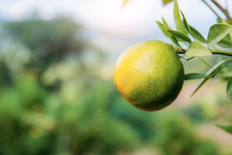 Orange on Tree with Natural Background Stock Photo - Image of orchard ...