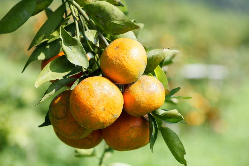 Orange tree stock image. Image of environment, gardener - 30608453