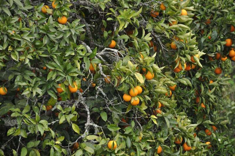 Orange Tree Near the Douro in Portugal Stock Photo - Image of valley ...