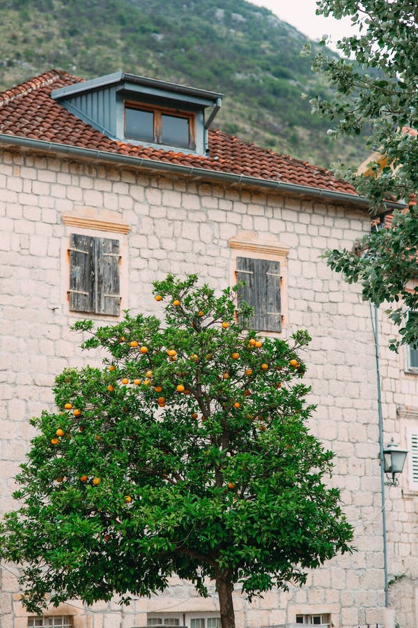 Orange Tree Near the Stone House Stock Image - Image of decorative ...