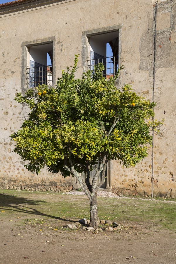 Orange Tree and Old Facade stock image. Image of nature - 111179621