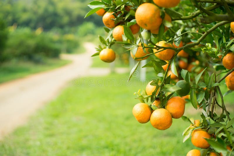Orange tree farm stock image. Image of agriculture, juice - 22780295