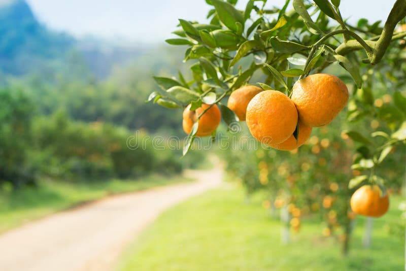 Orange tree in orange farm stock photo. Image of gardener - 70249984
