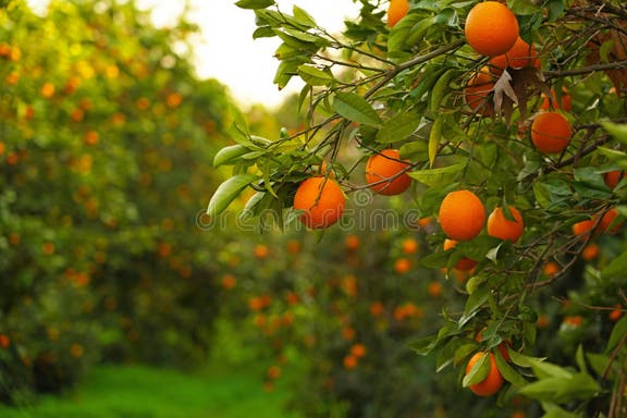 Orange Tree with Oranges in Field Stock Image - Image of fruit, plant ...