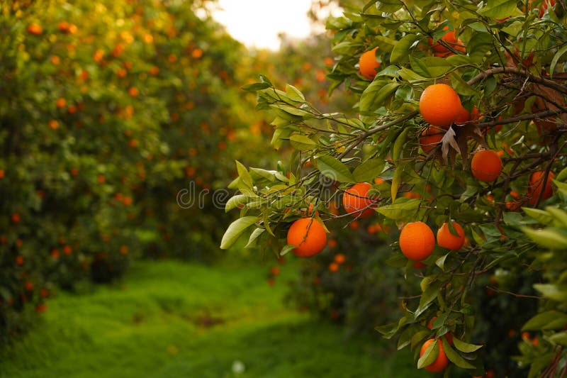 Orange Tree with Oranges in Field Stock Image - Image of farm, mandarin ...