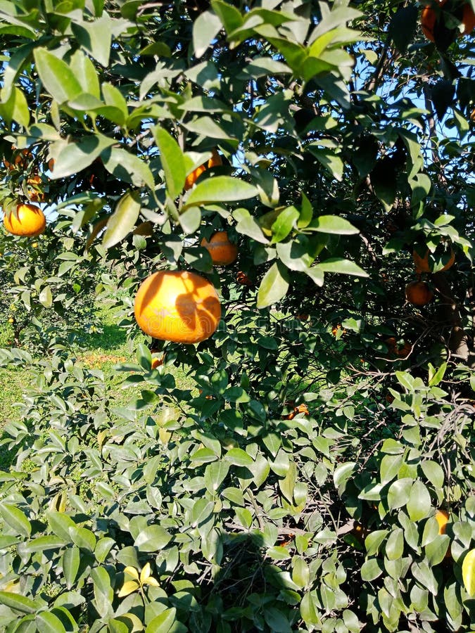 Orange tree stock image. Image of fruits, orange, fruit - 106142581