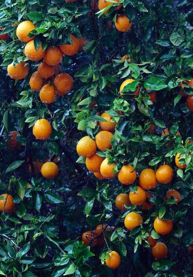 Ripe Oranges stock image. Image of agriculture, fruit - 8685363