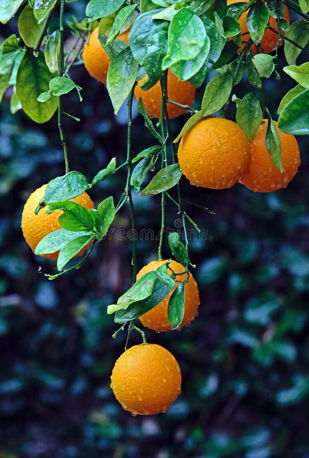 Ripe Oranges stock image. Image of agriculture, fruit - 8685363