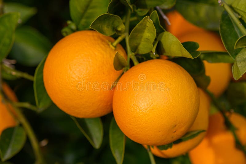 An Orange Tree in the Orange Orchard at the Final Harvest of Each ...