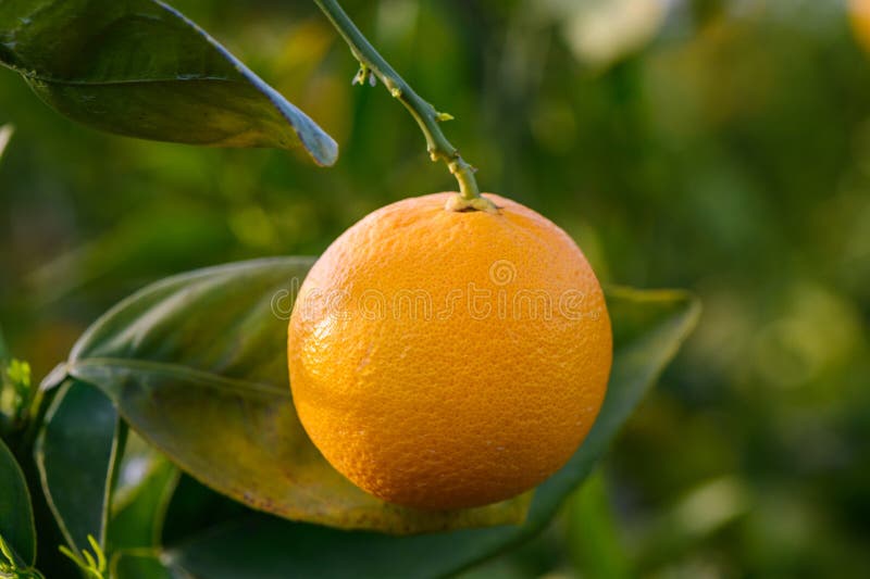 An Orange Tree in the Orange Orchard at the Final Harvest of Each ...