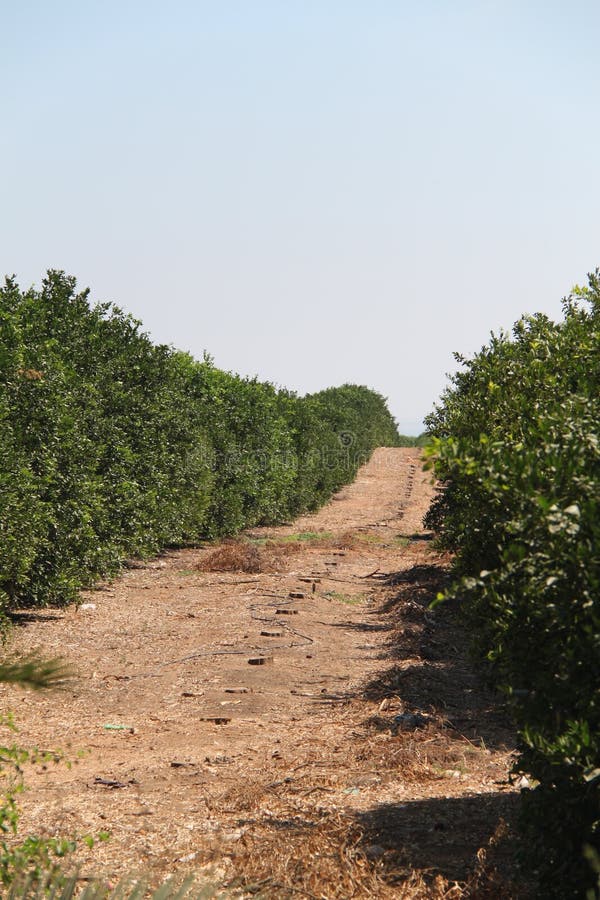 Orange Tree Orchars Path stock photo. Image of tree - 105151696