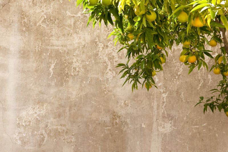 Orange Tree & Orchard Wall Stock Photo - Image of leaves, foliage: 13091934