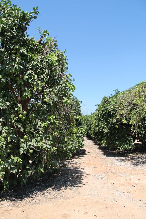 Orange Tree Orchars Path stock image. Image of citrus - 105151801